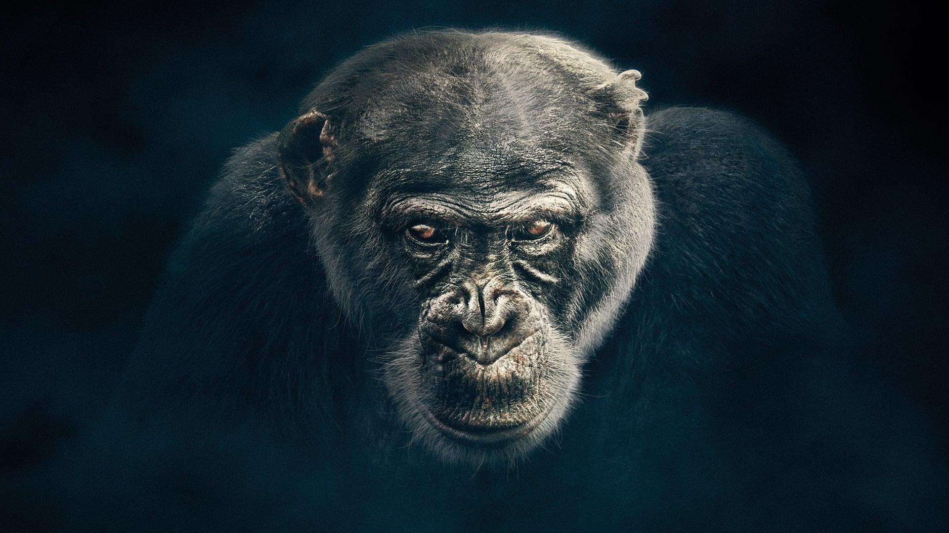 Dynasties (S01E01): Chimpanzee Summary - Season 1 Episode 1 Guide