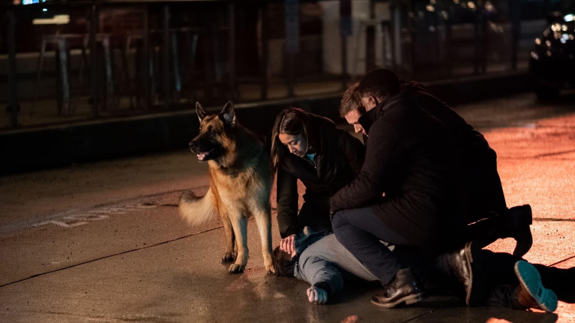 Hudson & Rex (S05E20): One for the Road Summary - Season 5 Episode 20 Guide
