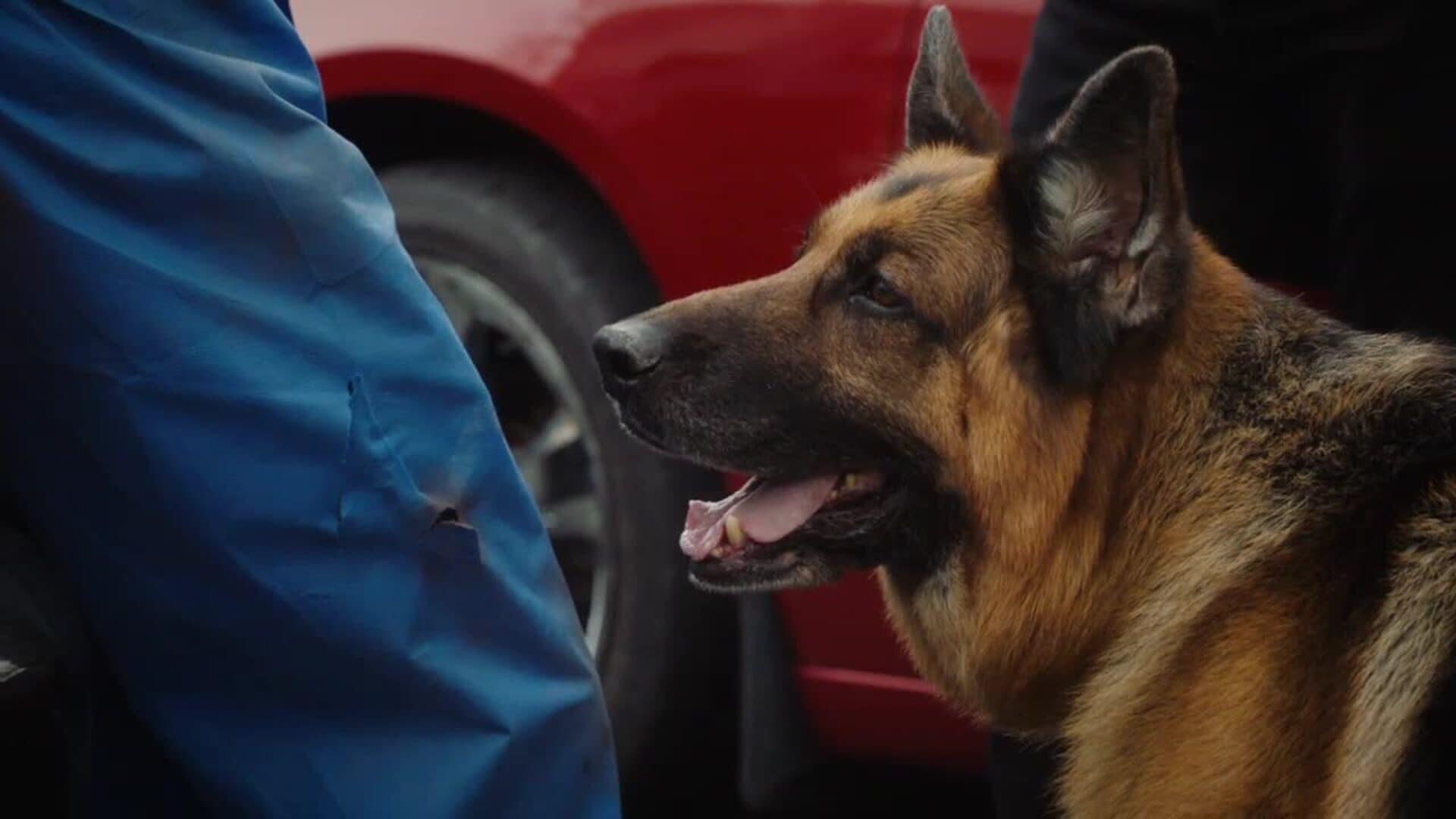 Hudson & Rex (S06E03): Hound & Vision Summary - Season 6 Episode 3 Guide