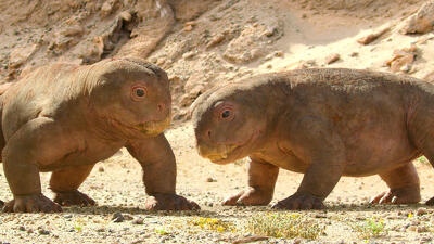 Life on Our Planet Season 1 Episode Guide & Summaries and TV Show Schedule