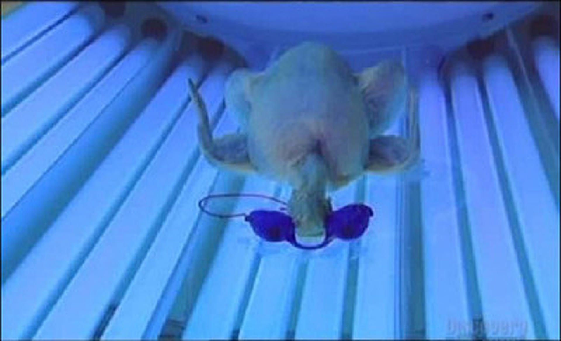 MythBusters (S01E07): Stinky Car, Raccoon Rocket Summary - Season 1 ...