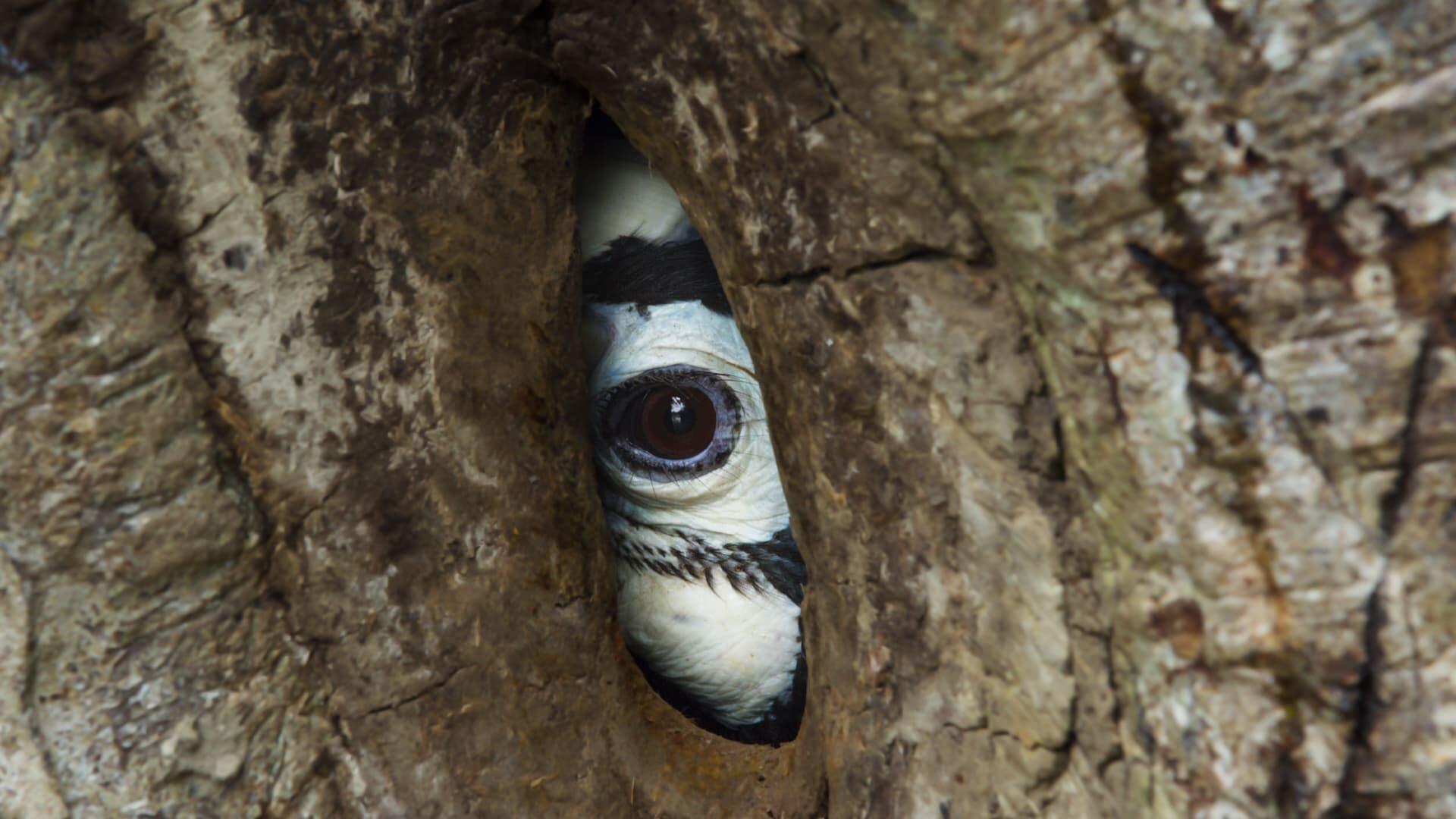 Planet Earth III (S01E05): Forests Summary - Season 1 Episode 5 Guide