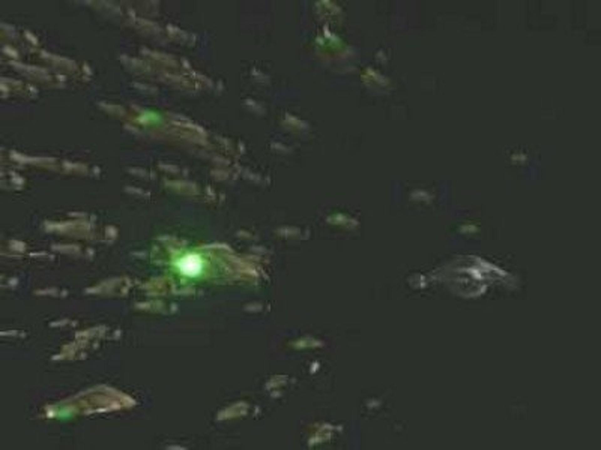 Star Trek: Voyager (S03E04): The Swarm Summary - Season 3 Episode 4 Guide