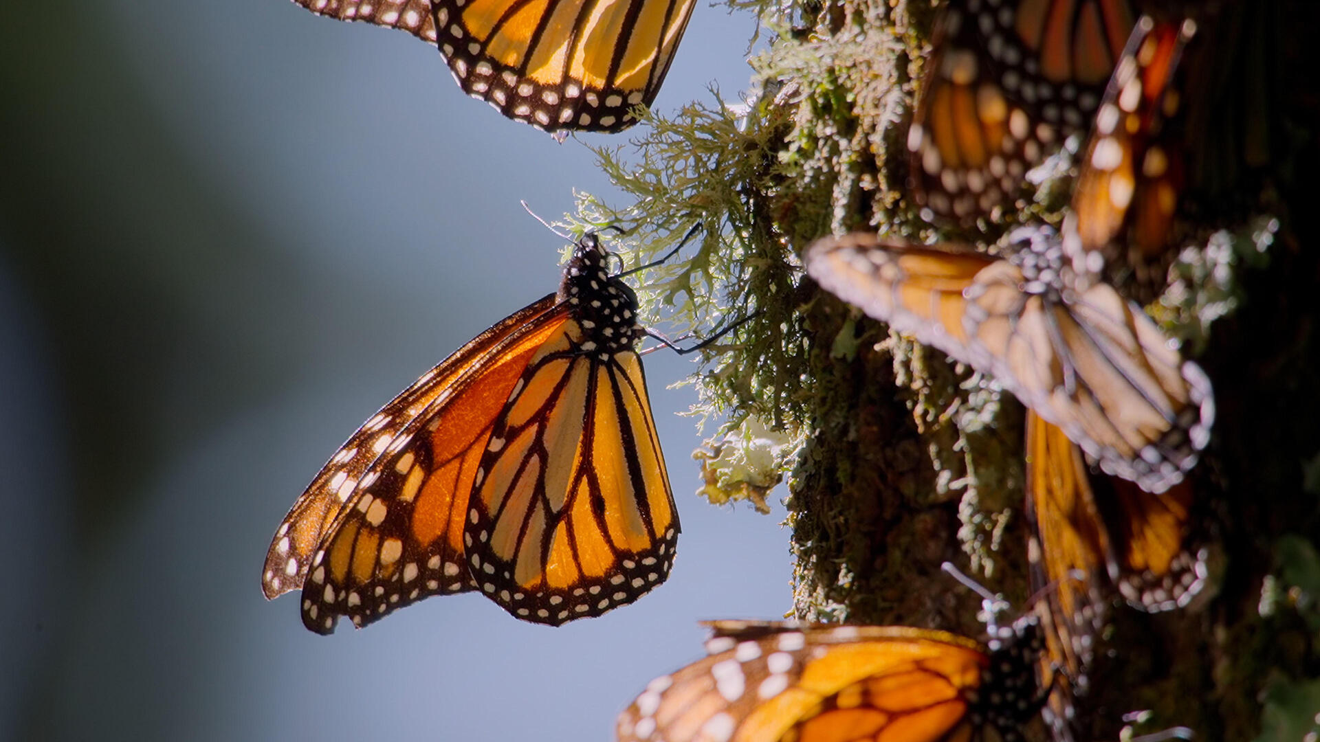 The Americas (S01E02): Mexico Summary - Season 1 Episode 2 Guide