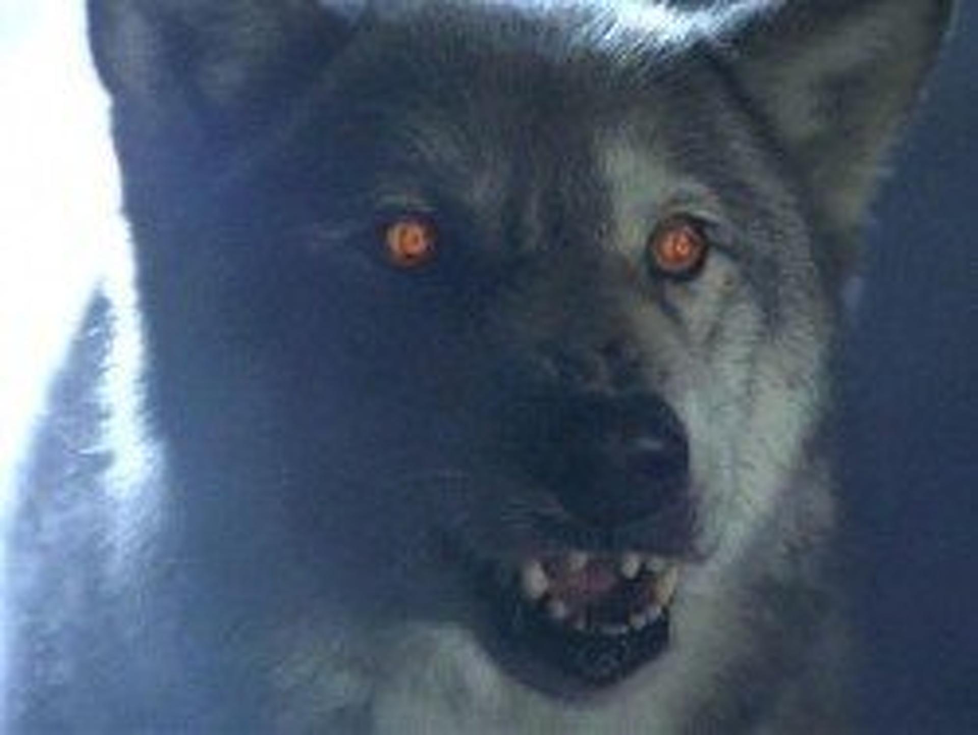 The X-Files (S06E16): Alpha Summary - Season 6 Episode 16 Guide